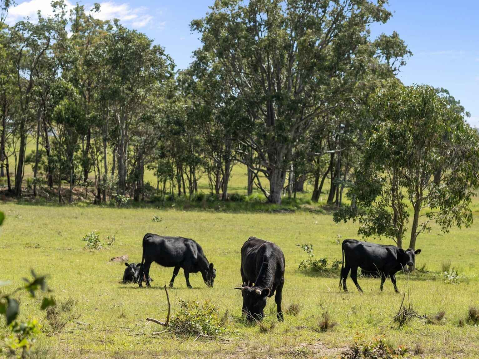 House For Sale - 1491 Carrick Road Carrick Marulan